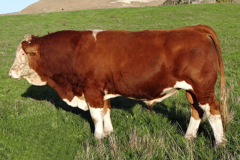 2015 Sale Bulls | Glenanthony Simmentals